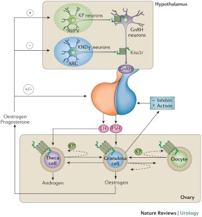 Kisspeptin signalling in the physiology and pathophysiology of the ...