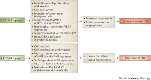 Kisspeptin signalling in the physiology and pathophysiology of the ...