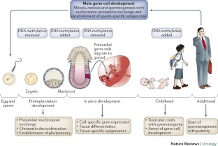 Epigenetics in male reproduction: effect of paternal diet on sperm ...