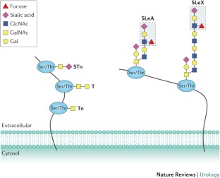 The role of glycans in the development and progression of prostate ...