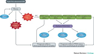 Clinical implications of PTEN loss in prostate cancer | Nature Reviews ...