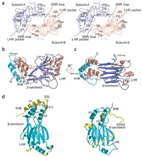 X-ray crystal structure of IRF-3 and its functional implications ...