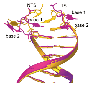 Two-metal active site binding of a Tn5 transposase synaptic complex ...