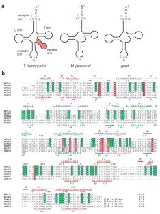 Structural basis for orthogonal tRNA specificities of tyrosyl-tRNA ...