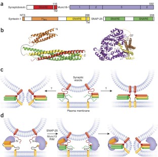 Synaptic vesicle fusion | Nature Structural & Molecular Biology