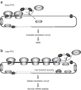 Nonsense-mediated mRNA decay (NMD) mechanisms | Nature Structural ...
