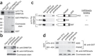 PRMT5-mediated methylation of histone H4R3 recruits DNMT3A, coupling ...