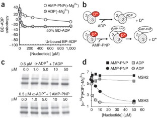 The nucleotide binding dynamics of human MSH2–MSH3 are lesion dependent ...