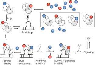 The nucleotide binding dynamics of human MSH2–MSH3 are lesion dependent ...