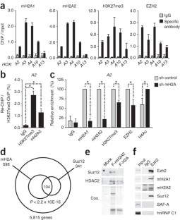 The histone variant macroH2A is an epigenetic regulator of key ...