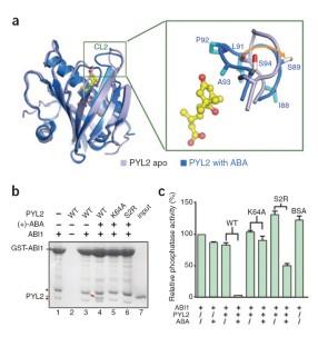 Structural insights into the mechanism of abscisic acid signaling by ...
