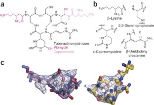 The structures of the anti-tuberculosis antibiotics viomycin and ...
