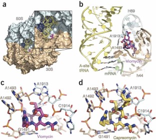 The structures of the anti-tuberculosis antibiotics viomycin and ...