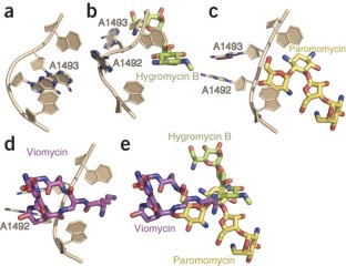 The structures of the anti-tuberculosis antibiotics viomycin and ...