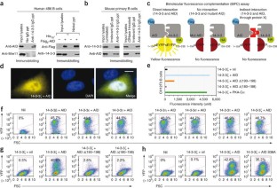 14-3-3 adaptor proteins recruit AID to 5′-AGCT-3′–rich switch regions ...