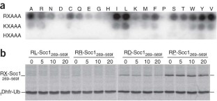 Structural basis for the recognition of N-end rule substrates by the ...