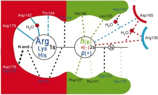 Structural basis for the recognition of N-end rule substrates by the ...