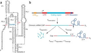 The glmS riboswitch integrates signals from activating and inhibitory ...