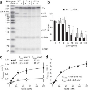 The glmS riboswitch integrates signals from activating and inhibitory ...