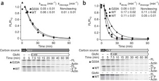 The glmS riboswitch integrates signals from activating and inhibitory ...