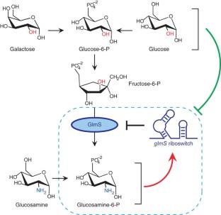 The glmS riboswitch integrates signals from activating and inhibitory ...