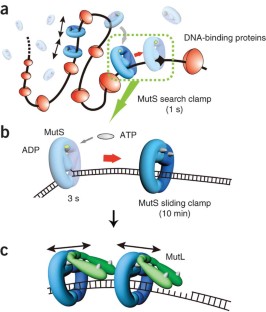 MutS switches between two fundamentally distinct clamps during mismatch ...