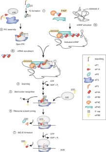 A mechanistic overview of translation initiation in eukaryotes | Nature ...