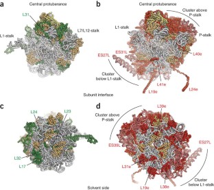 One core, two shells: bacterial and eukaryotic ribosomes | Nature ...