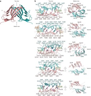Nectin ectodomain structures reveal a canonical adhesive interface ...