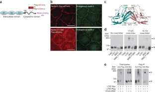 Nectin ectodomain structures reveal a canonical adhesive interface ...