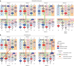Nectin ectodomain structures reveal a canonical adhesive interface ...