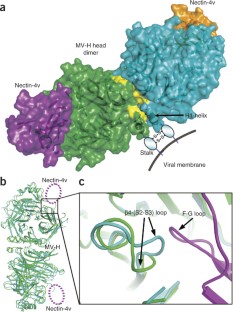 Structure of measles virus hemagglutinin bound to its epithelial ...