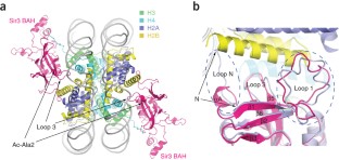 Nα-acetylated Sir3 stabilizes the conformation of a nucleosome-binding ...