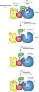 Structure of the p300 catalytic core and implications for chromatin ...
