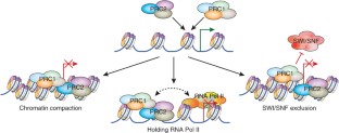 Transcriptional regulation by Polycomb group proteins | Nature ...