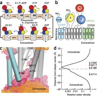 Copper-transporting P-type ATPases use a unique ion-release pathway ...