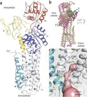 Copper-transporting P-type ATPases use a unique ion-release pathway | Nature Structural ...