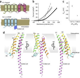 X-ray crystal structure of voltage-gated proton channel | Nature ...