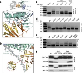 Cas1–Cas2 complex formation mediates spacer acquisition during CRISPR ...