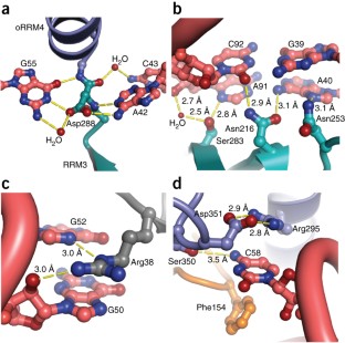Core structure of the U6 small nuclear ribonucleoprotein at 1.7-Å ...