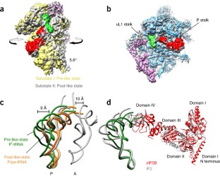 Structure of the mammalian 80S initiation complex with initiation ...