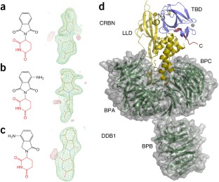 Structure of the human Cereblon–DDB1–lenalidomide complex reveals basis ...