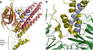 Structure of the human Cereblon–DDB1–lenalidomide complex reveals basis ...