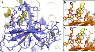 Structure of the human Cereblon–DDB1–lenalidomide complex reveals basis ...