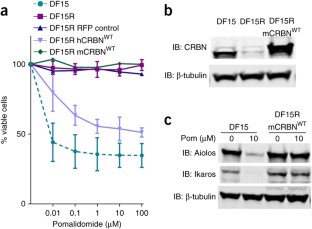 Structure of the human Cereblon–DDB1–lenalidomide complex reveals basis ...