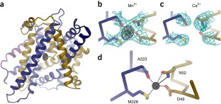 Crystal structure of a SLC11 (NRAMP) transporter reveals the basis for ...