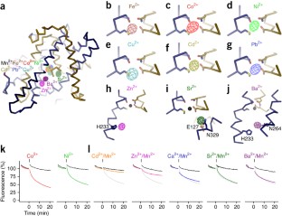Crystal structure of a SLC11 (NRAMP) transporter reveals the basis for ...