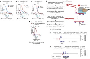 BRD4 assists elongation of both coding and enhancer RNAs by interacting with acetylated histones ...