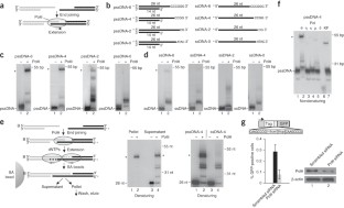 Mechanism of microhomology-mediated end-joining promoted by human DNA ...