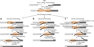 Mechanism of microhomology-mediated end-joining promoted by human DNA ...